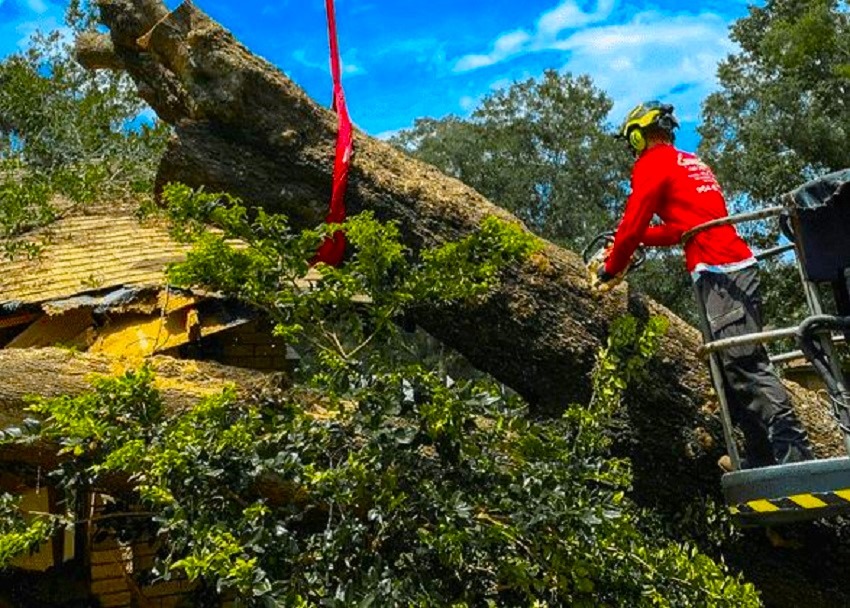 Eagerton Tree Service Provides Expert Crane Tree Removal Services, and ...